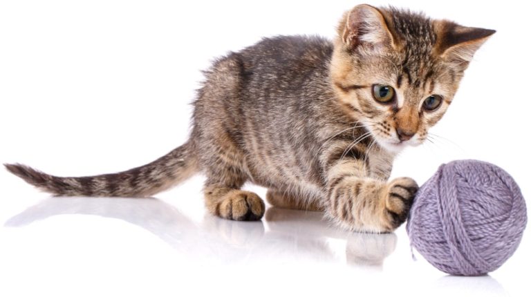 About The Breeders Showcase, pet app for breeders & owners on iOS ...