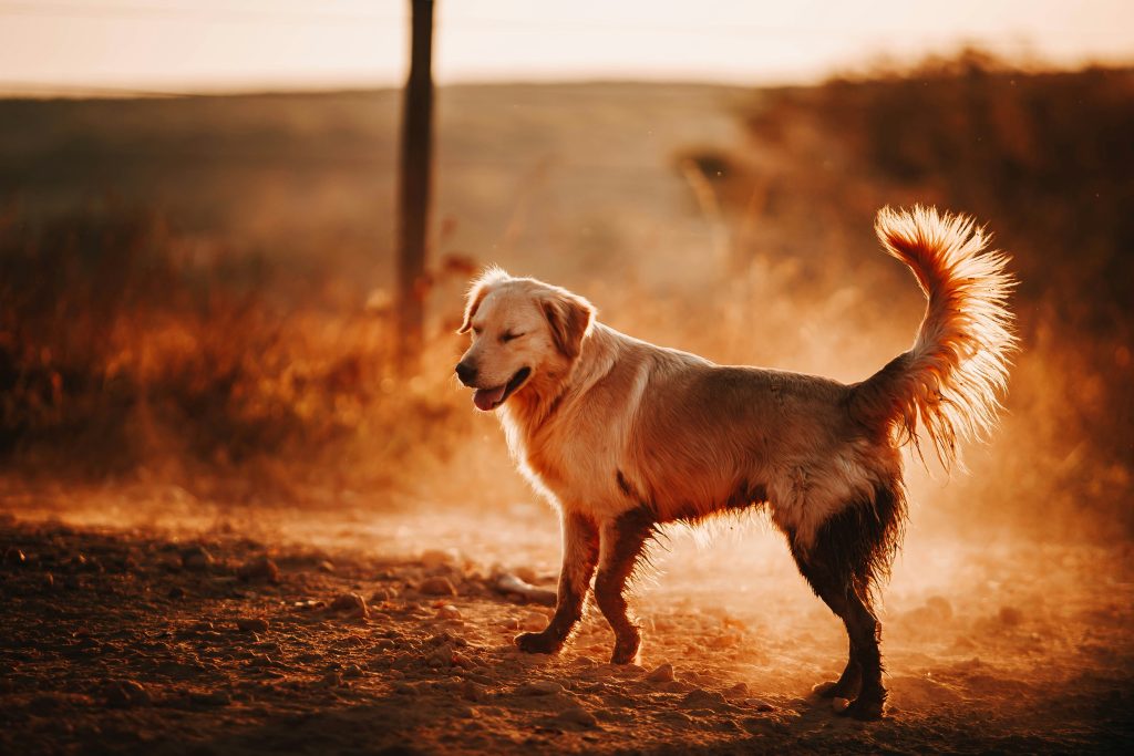 Finding Ethical Dog Breeders in Canada: A Trusted Buyer's Guide